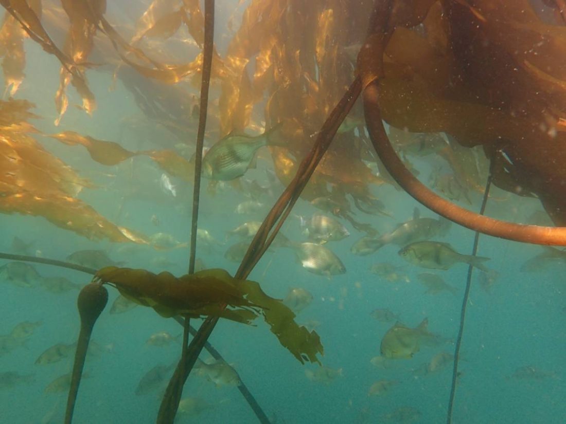 Marine Vegetation Implementation Strategy - Strategic Initiatives of ... Marine Vegetation Implementation Strategy - Strategic Initiatives of ...